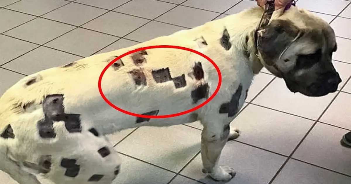 Woman Mistakenly Thinks Dog Has Bite Marks, Vet Calls Police after ...